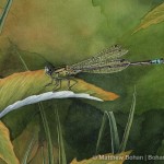 Other Animals – Matthew Bohan Illustration