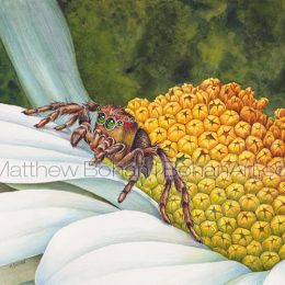 Other Animals – Matthew Bohan Illustration