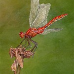 Other Animals – Matthew Bohan Illustration
