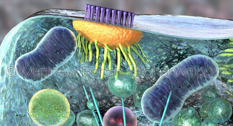 Matthew Bohan Illustration – Medical and Biological Illustration