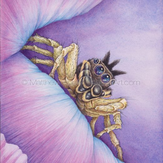 Other Animals – Matthew Bohan Illustration