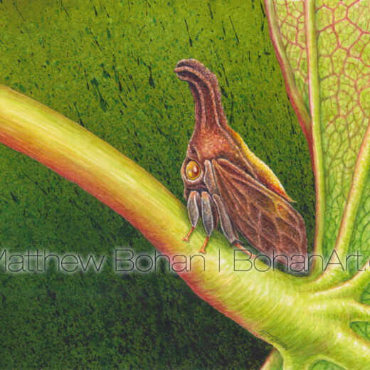 Other Animals – Matthew Bohan Illustration