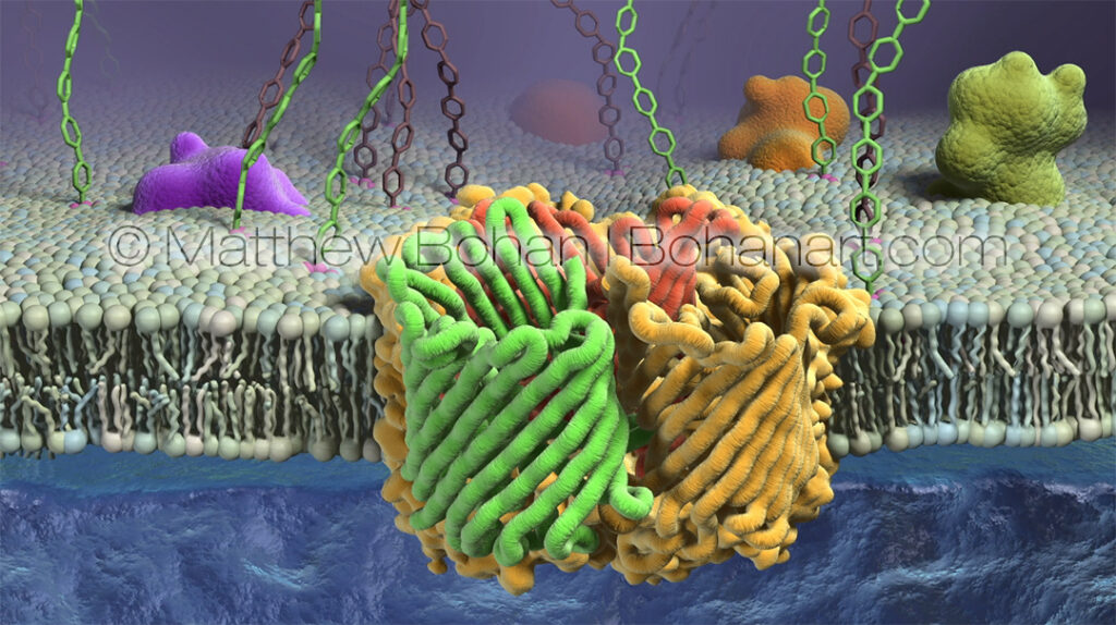 Matthew Bohan Illustration – Medical and Biological Illustration